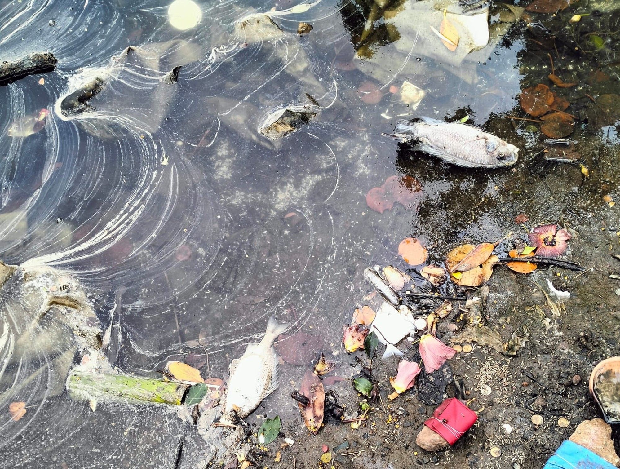 Residents fear for their livelihoods after chemical pollution and ...