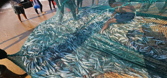 Sardine Run KZN 2026: Netters hoping for weekend action on KZN South Coast