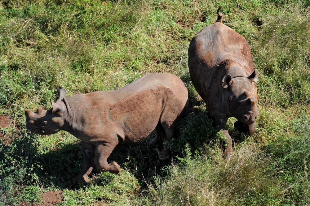 When rhinos attack: understanding their defensive behaviour