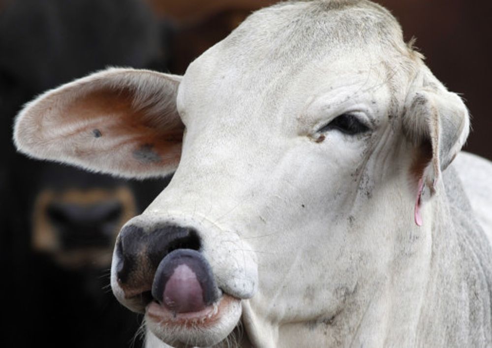 Panicking cow kills man