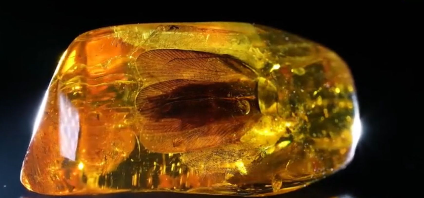 WATCH | Russian miners find 40-million-year-old cockroach