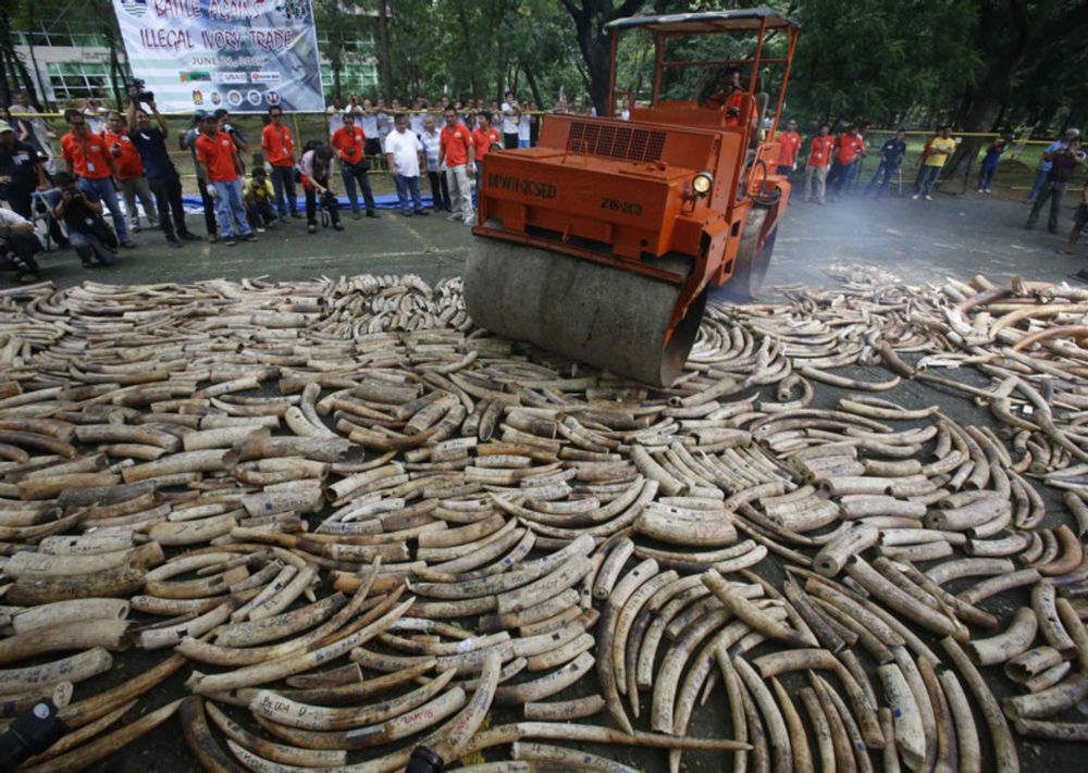 Philippines destroys smuggled tusks