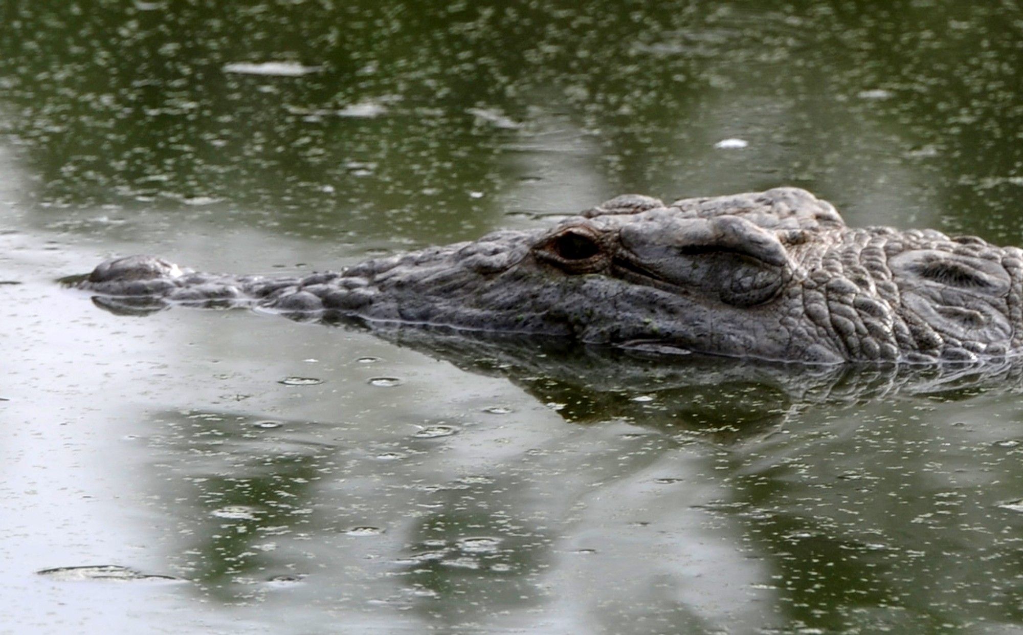 CapeNature forced to euthanise seven crocodiles after mass escape