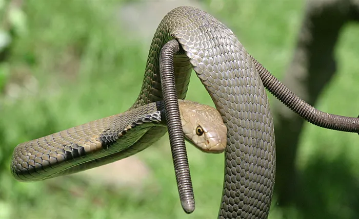 Cobra bite deaths pinned on bacteria