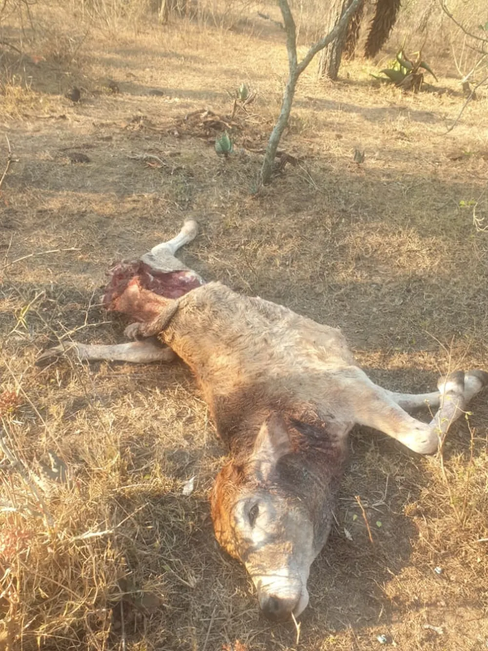 Another half-eaten carcass found in Ulundi as search for escaped lions ...