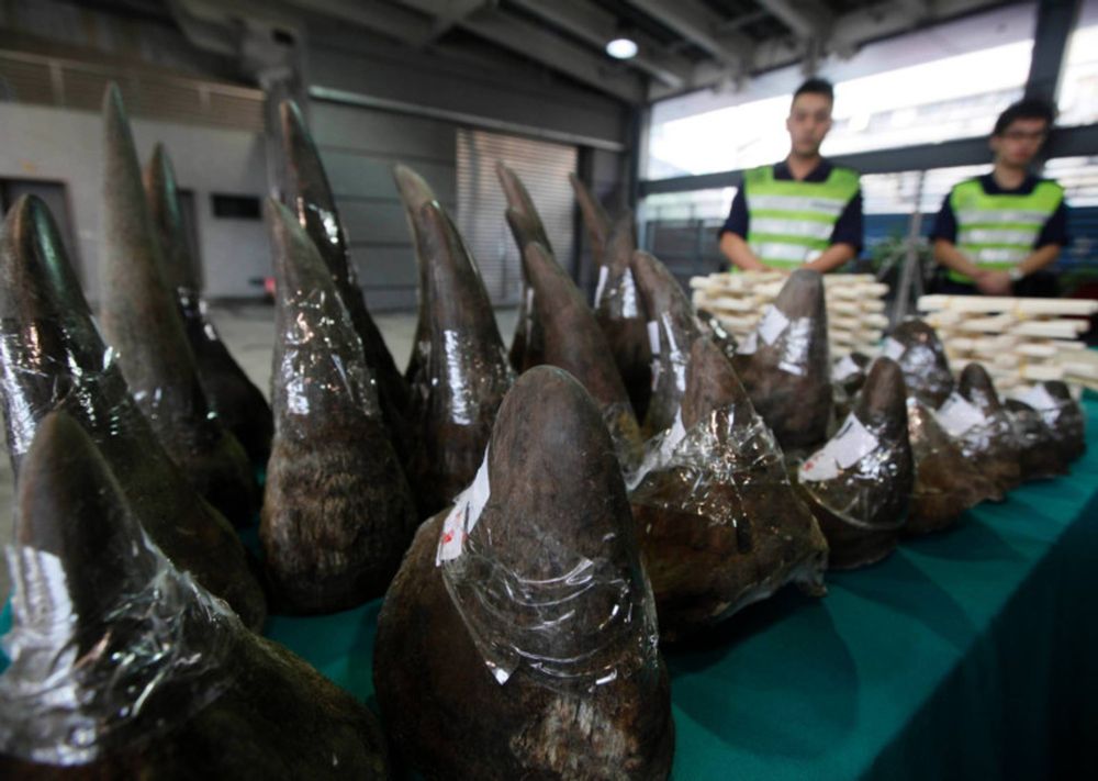 Call for rhino horn crisis talks
