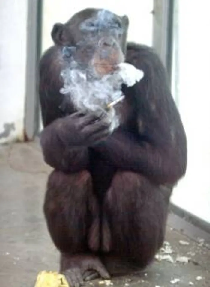 Chain-smoking chimp kicks the habit...