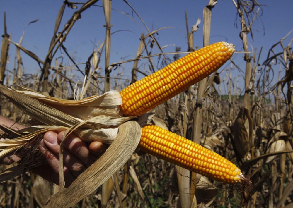 Proactive policies stand agriculture in good stead to face El Niño ...