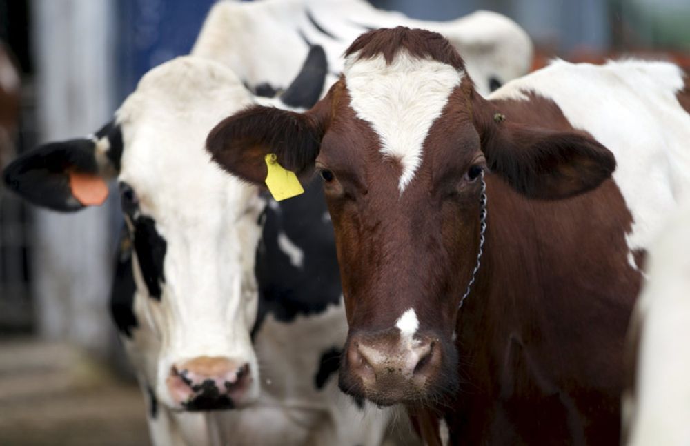 Milk prices may rise as farmers struggle
