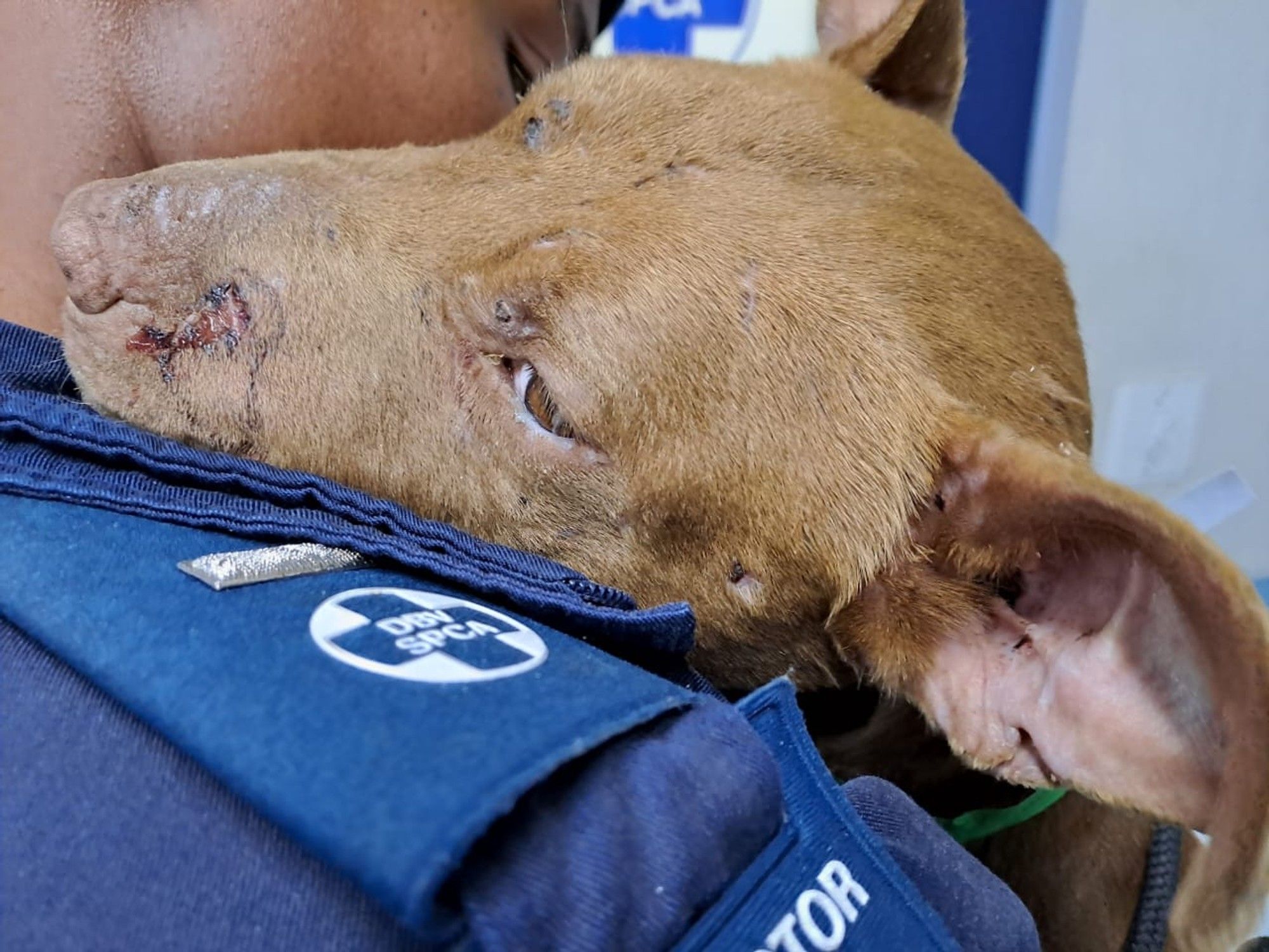 SPCA withdraws mobile clinic from Khayelitsha after gunmen target staff ...