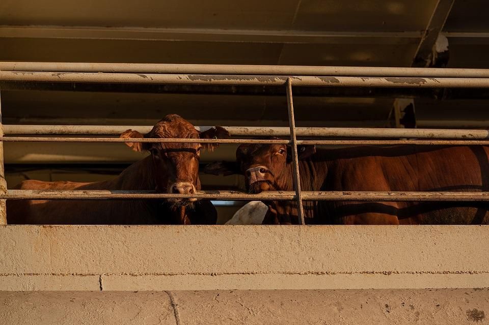 Why South Africa needs to stop live animal exports by sea