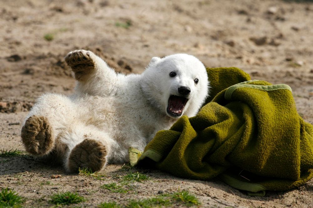 WATCH: The psychology behind cute animal videos