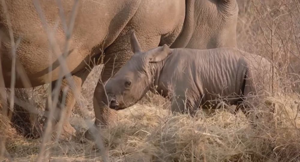 WATCH: Rhino orphan gives birth to her first calf