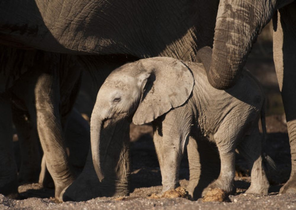 Pictures: Safari therapy does the trick