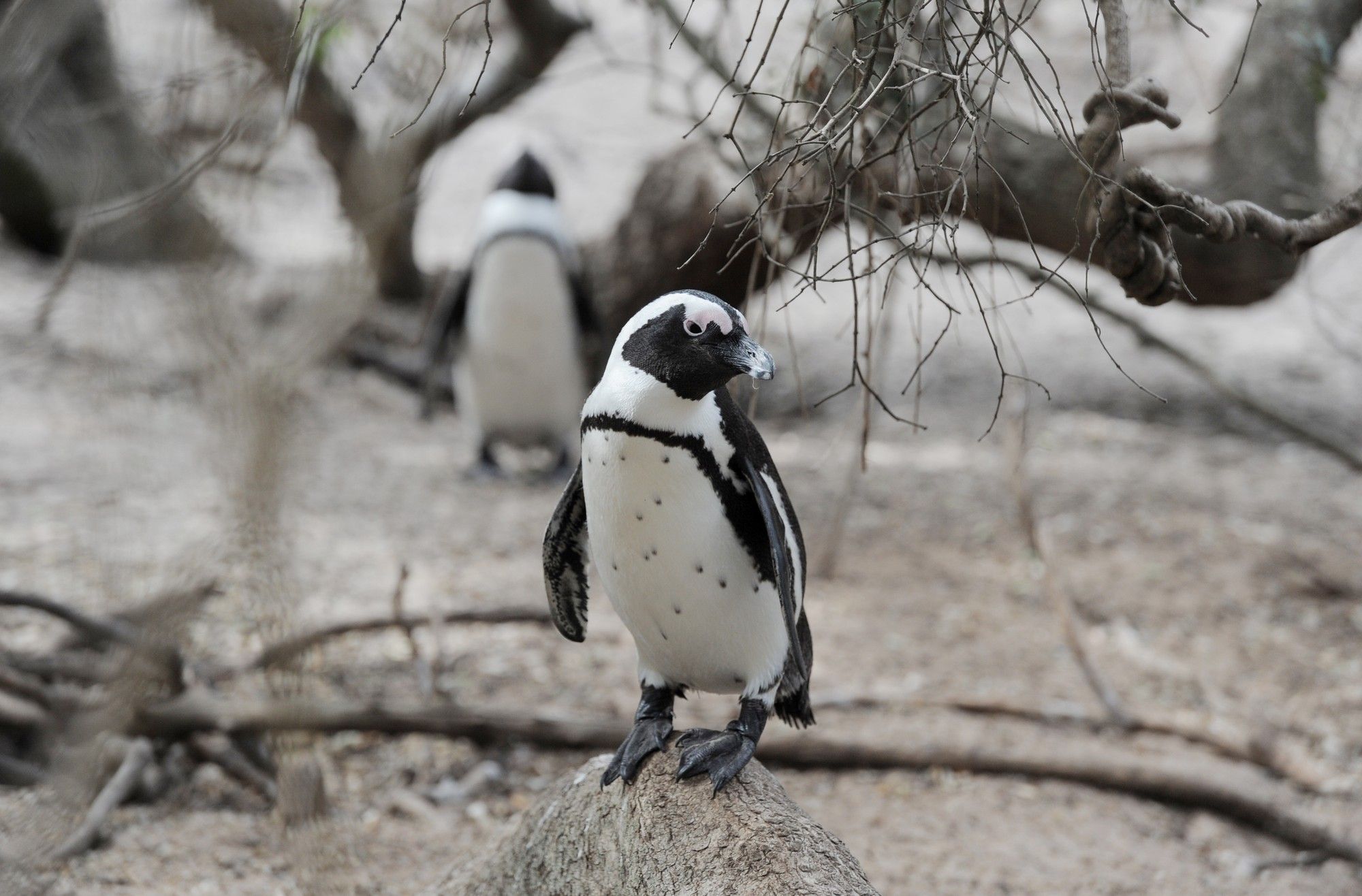 Honey bees blamed for deaths of 65 penguins at Boulders Beach