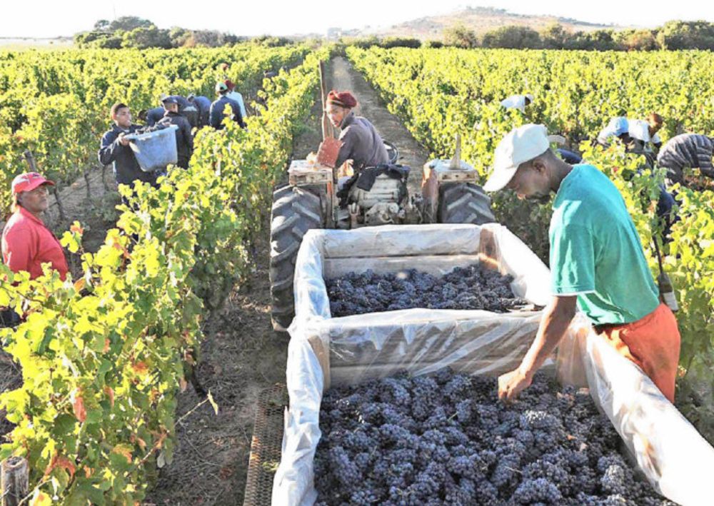 Latest laws will hurt jobs, growth, investment: Sacci