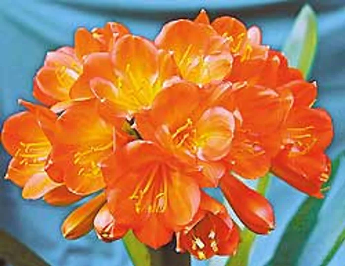 A flower for a 'bella donna'