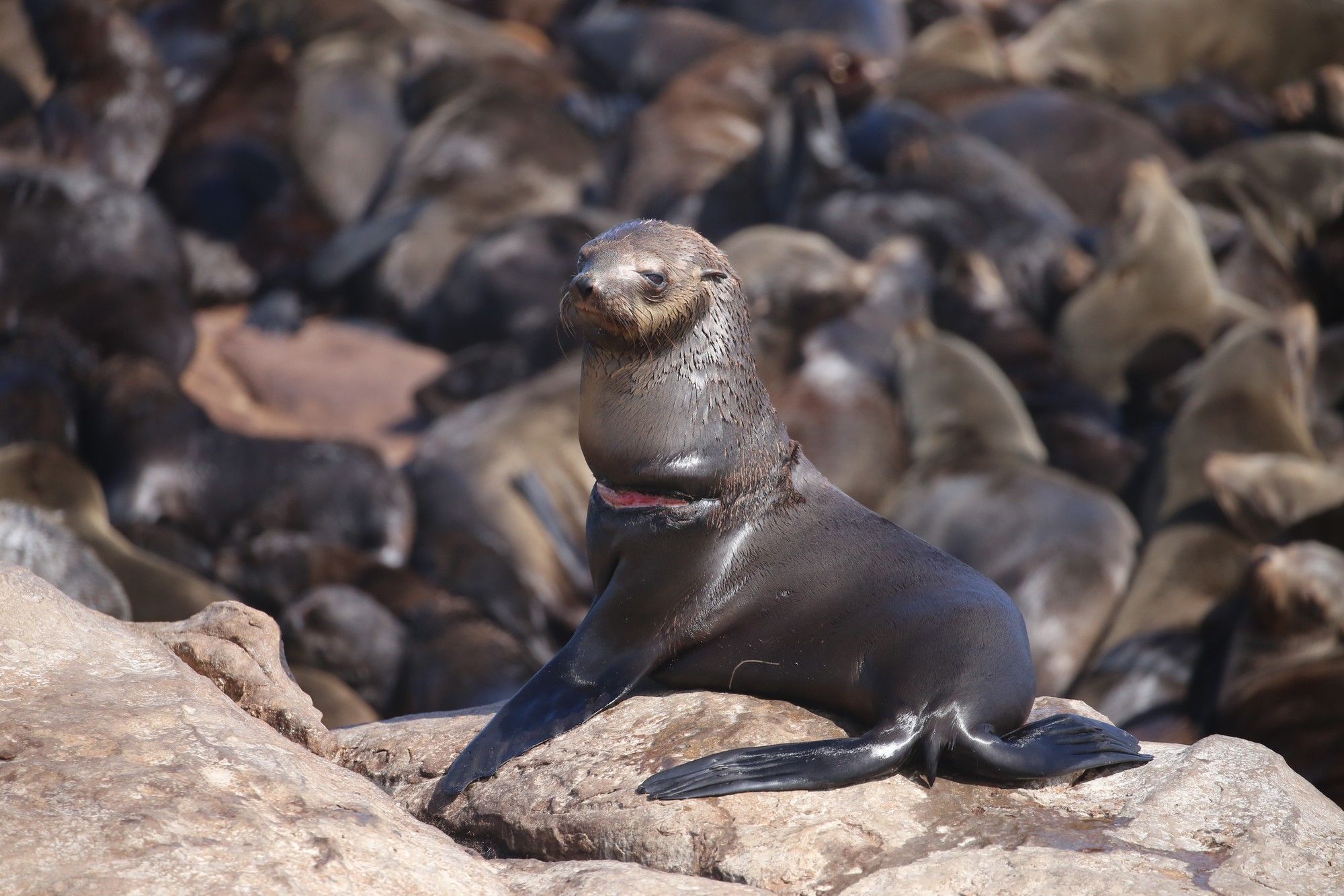 The horrifying way plastic pollution is endangering the Cape fur seal