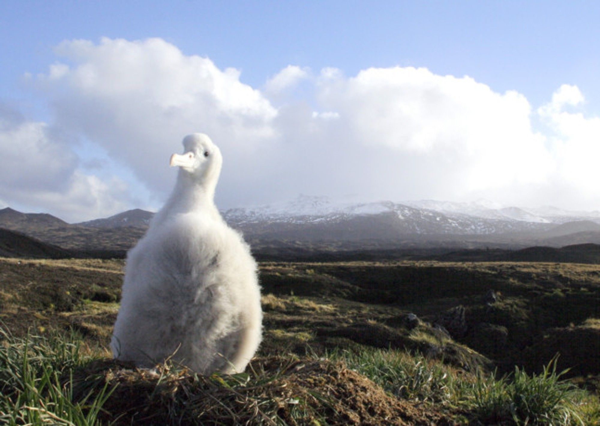 How officials can fight biological invasion