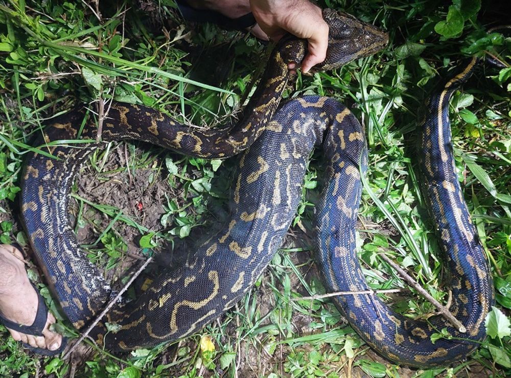 Durban snake catcher describes ‘whirlwind 12 hours’ of rescues ...