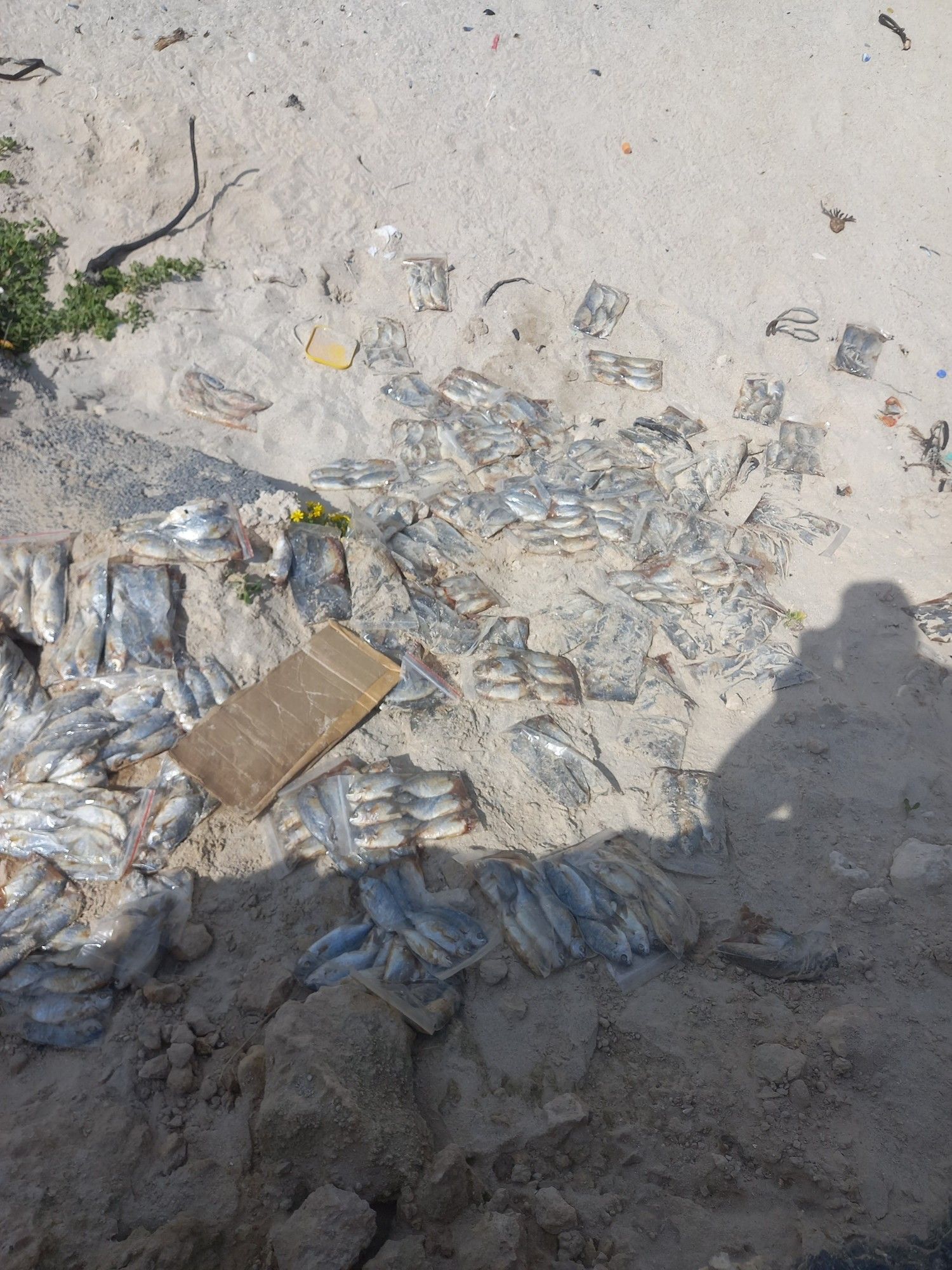 Fish dumped on the beach sparks health fears