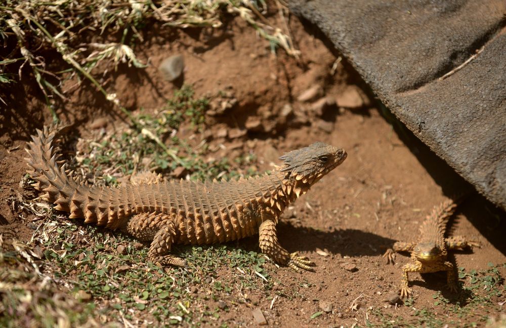 Pretoria zoo celebrates 125 years of conservation, science and adventure
