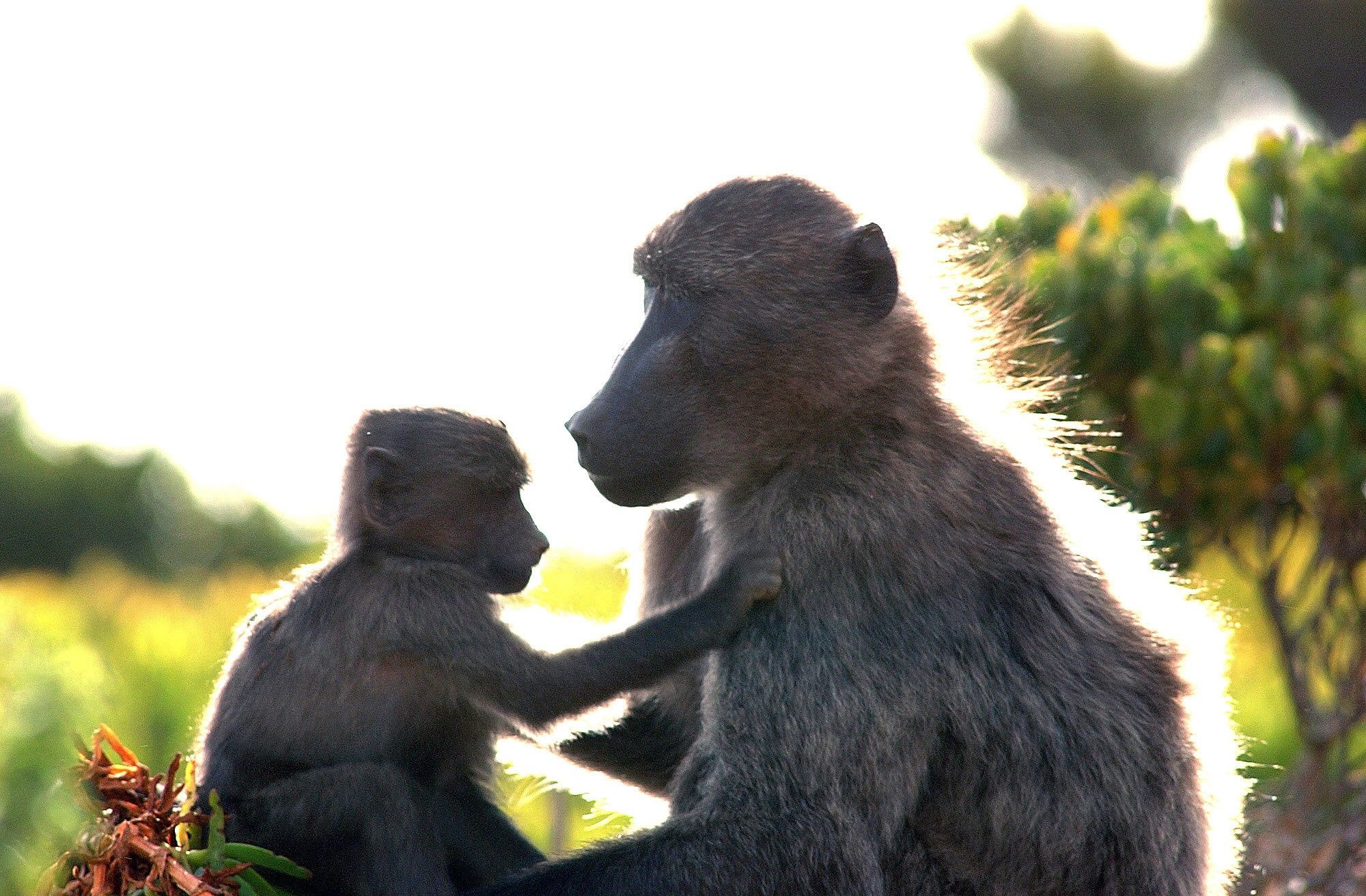 Carnivore controversy: Zoo culls and ‘pet donations’ spark global outrage