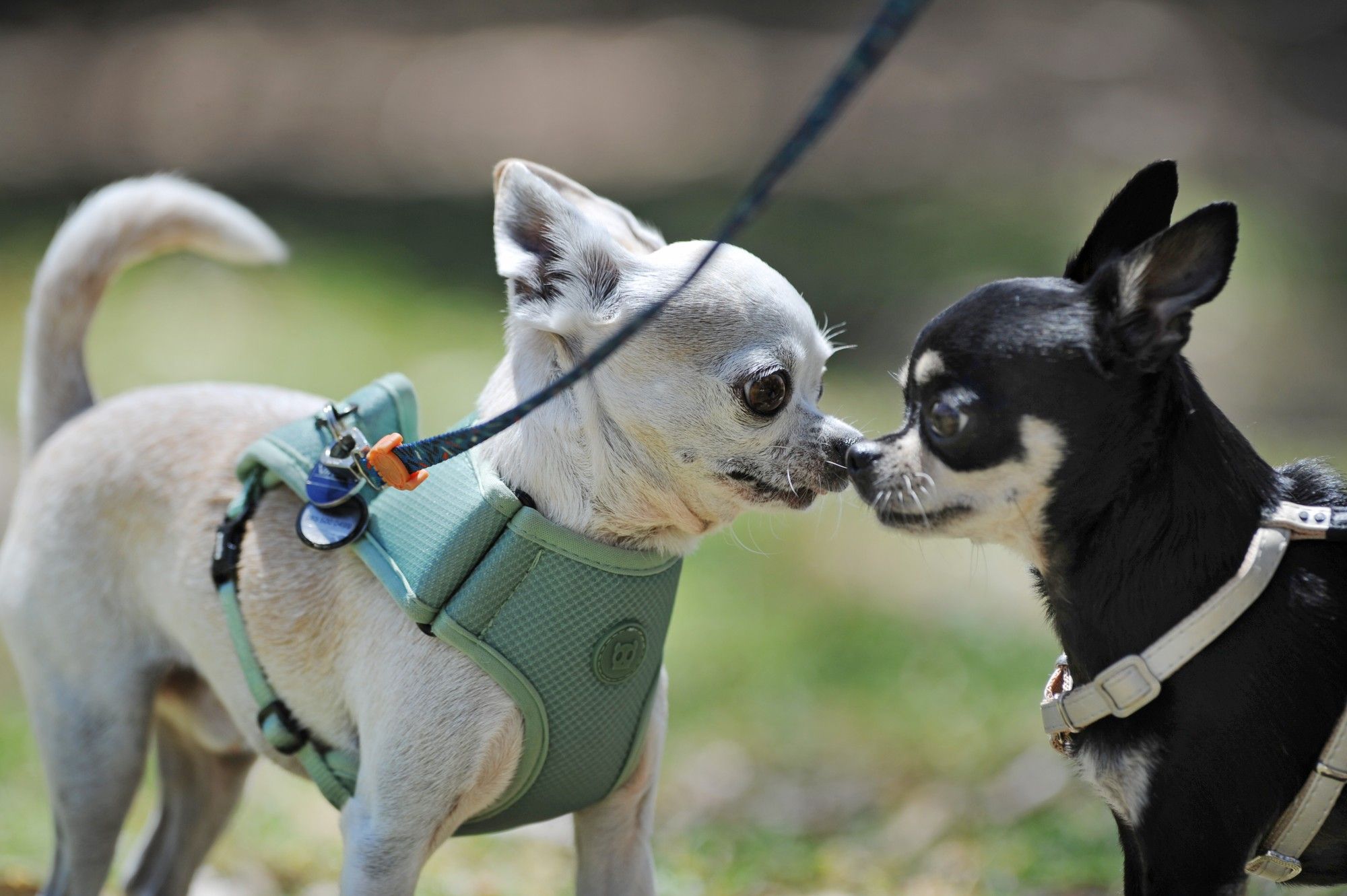 Understanding your dog’s genetic make-up is key to understand its behaviour