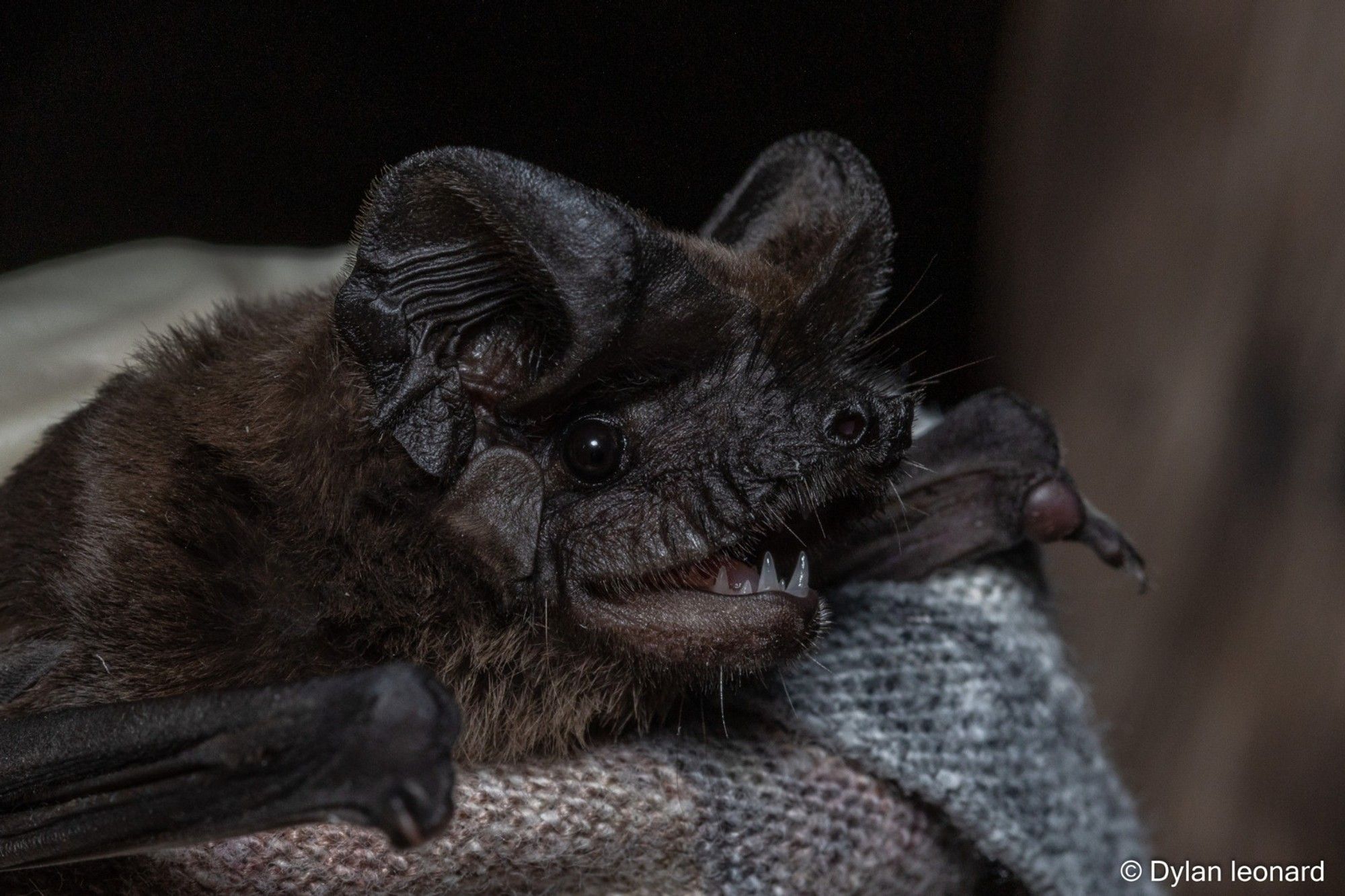 Call for bat rescuers