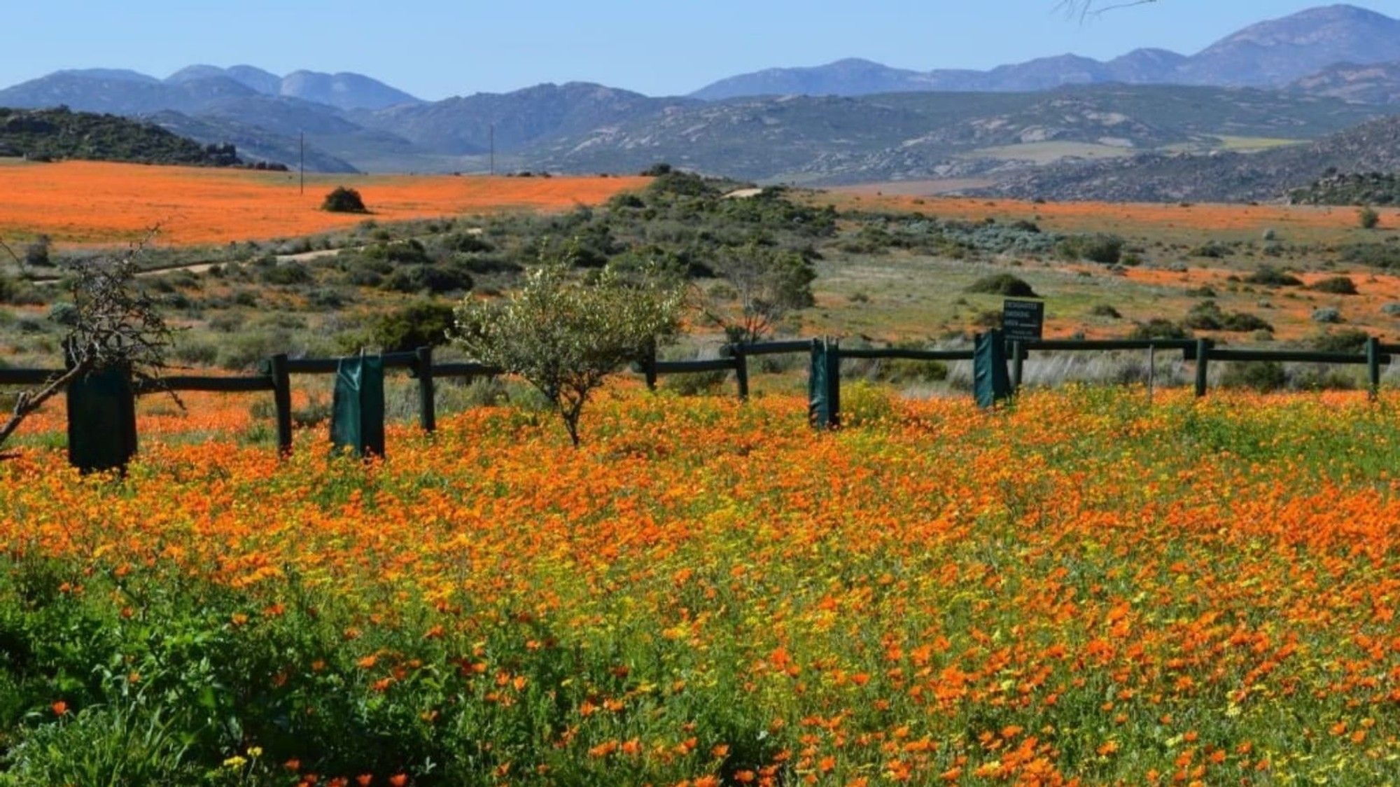 Northern Cape land project marks 10 years of conservation success in ...