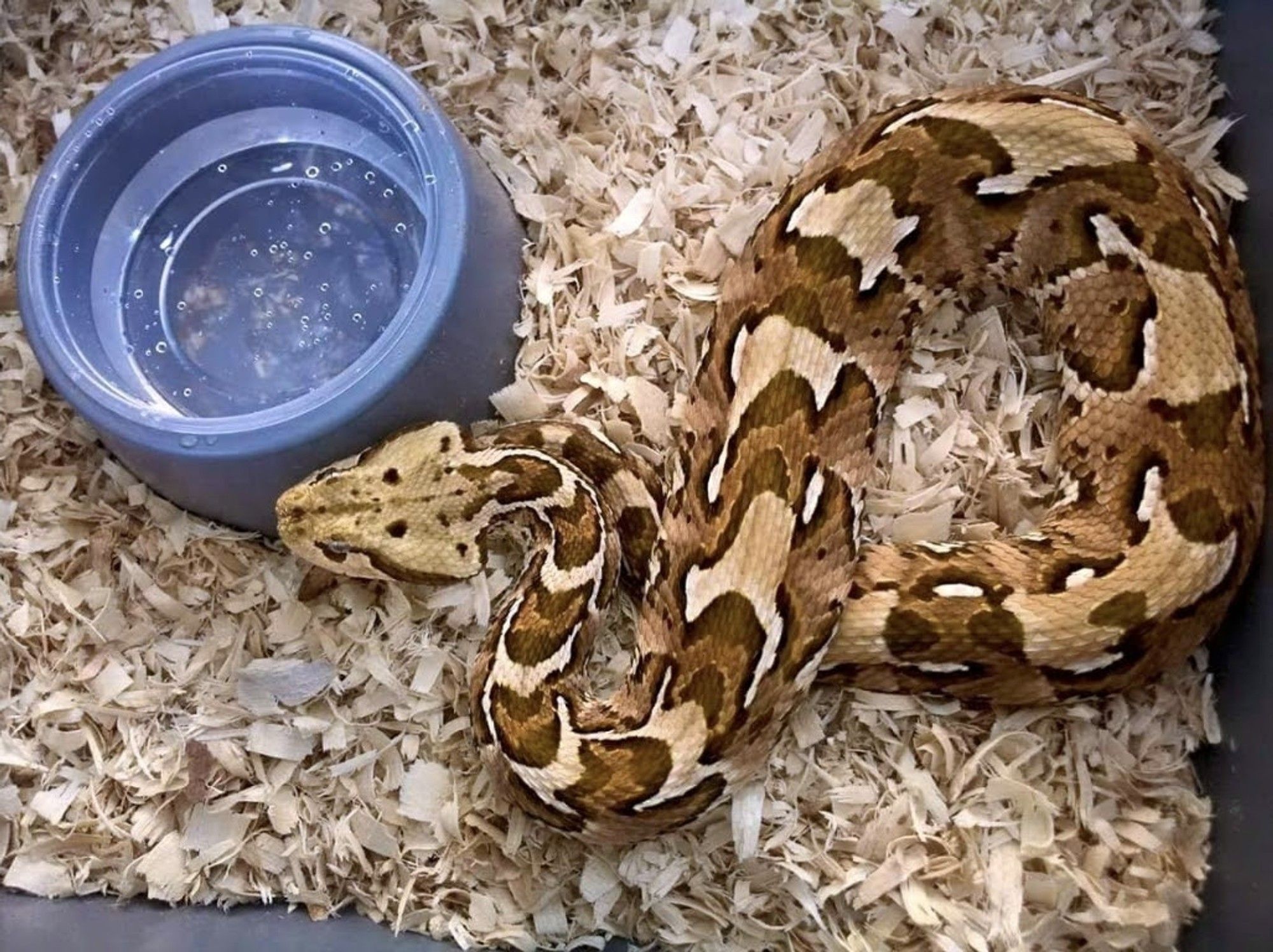 Have you ever wondered if snakes cross-breed? Here’s the answer