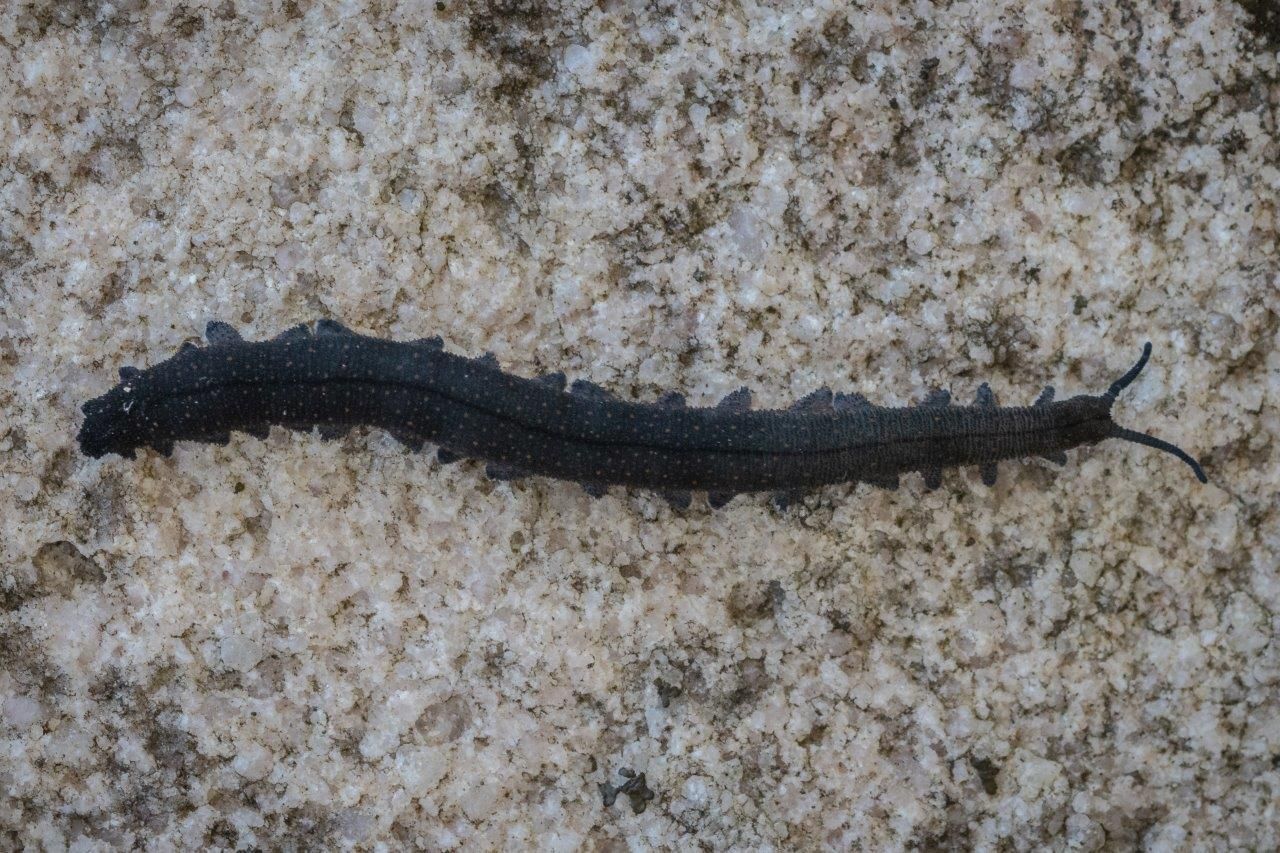 Discovering a new Velvet Worm species in the Swartberg Mountains