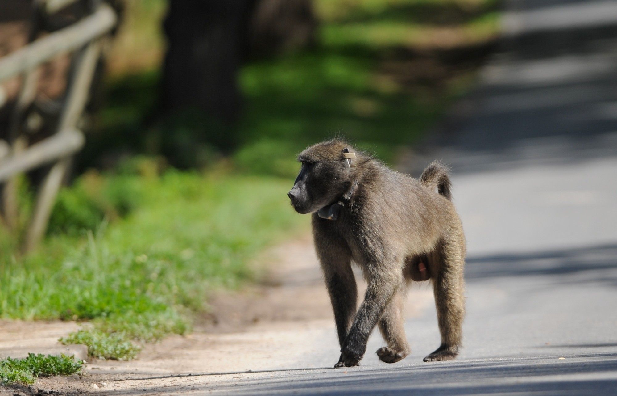 Baboon spotted and captured in Cape Town' s Atlantic Seaboard