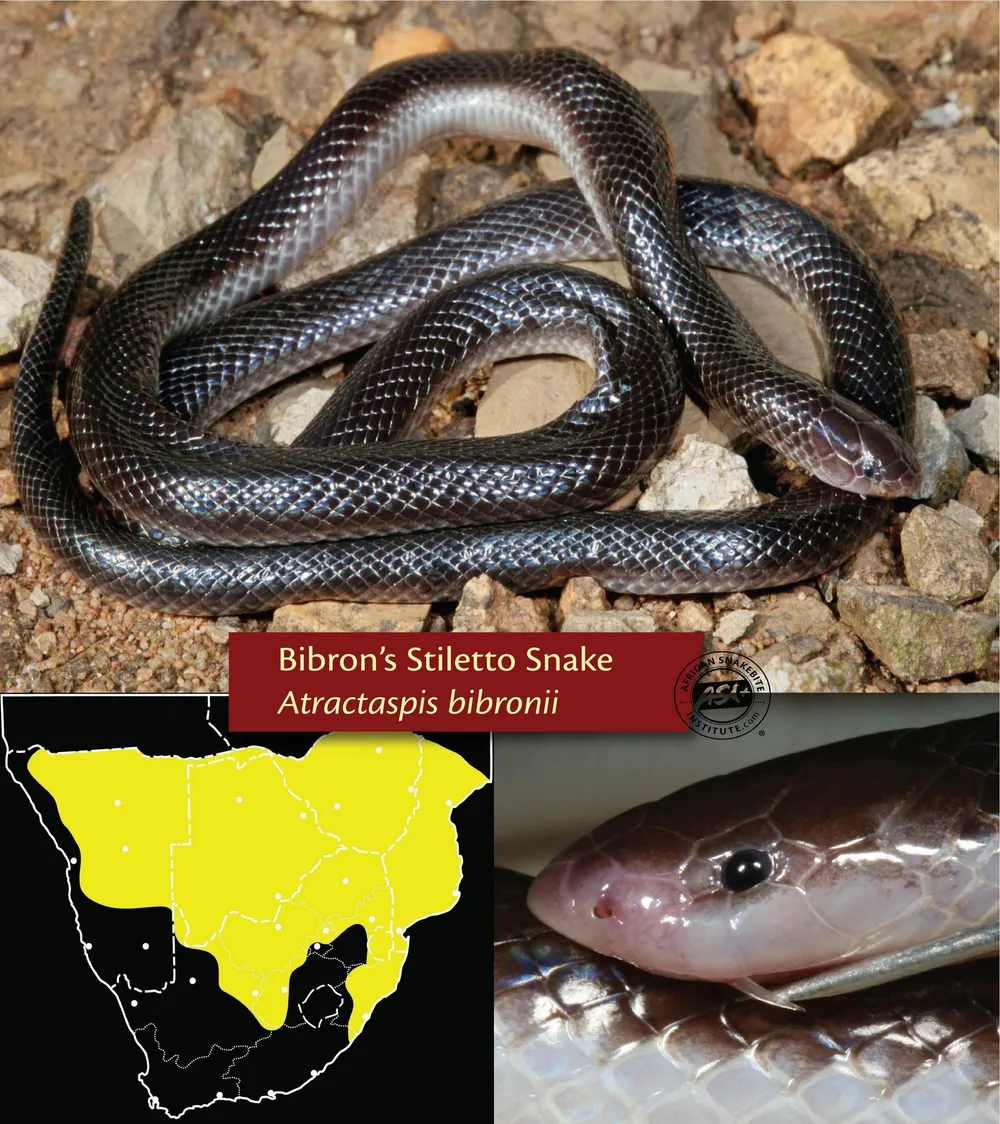 Small black snakes of southern Africa you should know and no, the black ...
