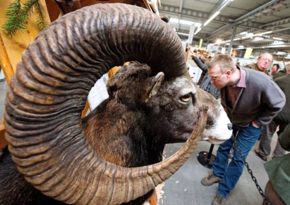 Botswana tourism authorities perturbed about impending UK ban on trophy ...