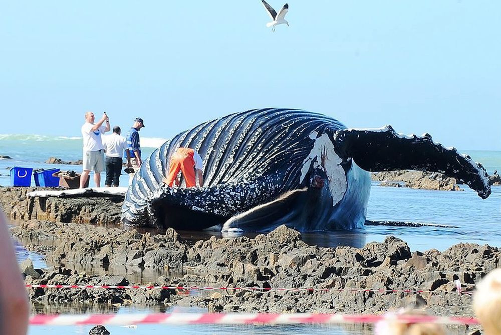 Scientists answer whale of a mystery
