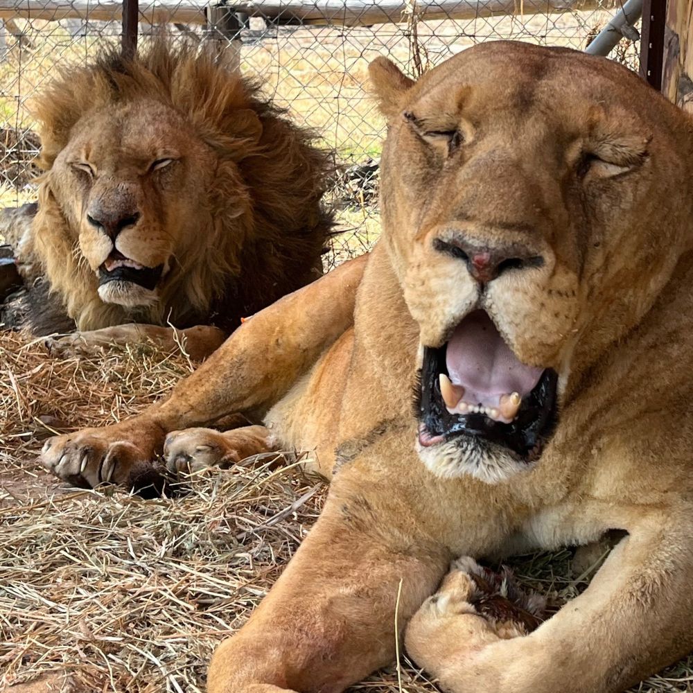 Ezemvelo KZN Wildlife confirms the killing of one of three lions ...