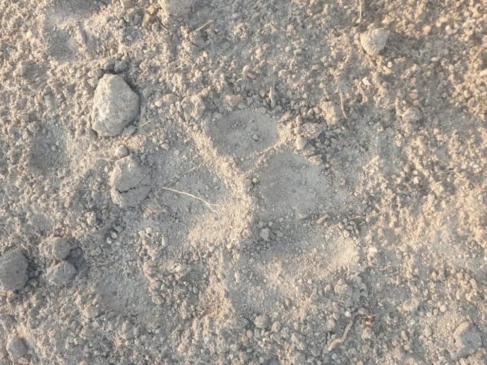 Another half-eaten carcass found in Ulundi as search for escaped lions ...