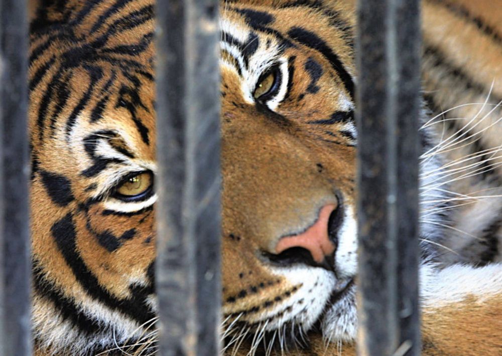 Paraguay bans wild animals in circuses