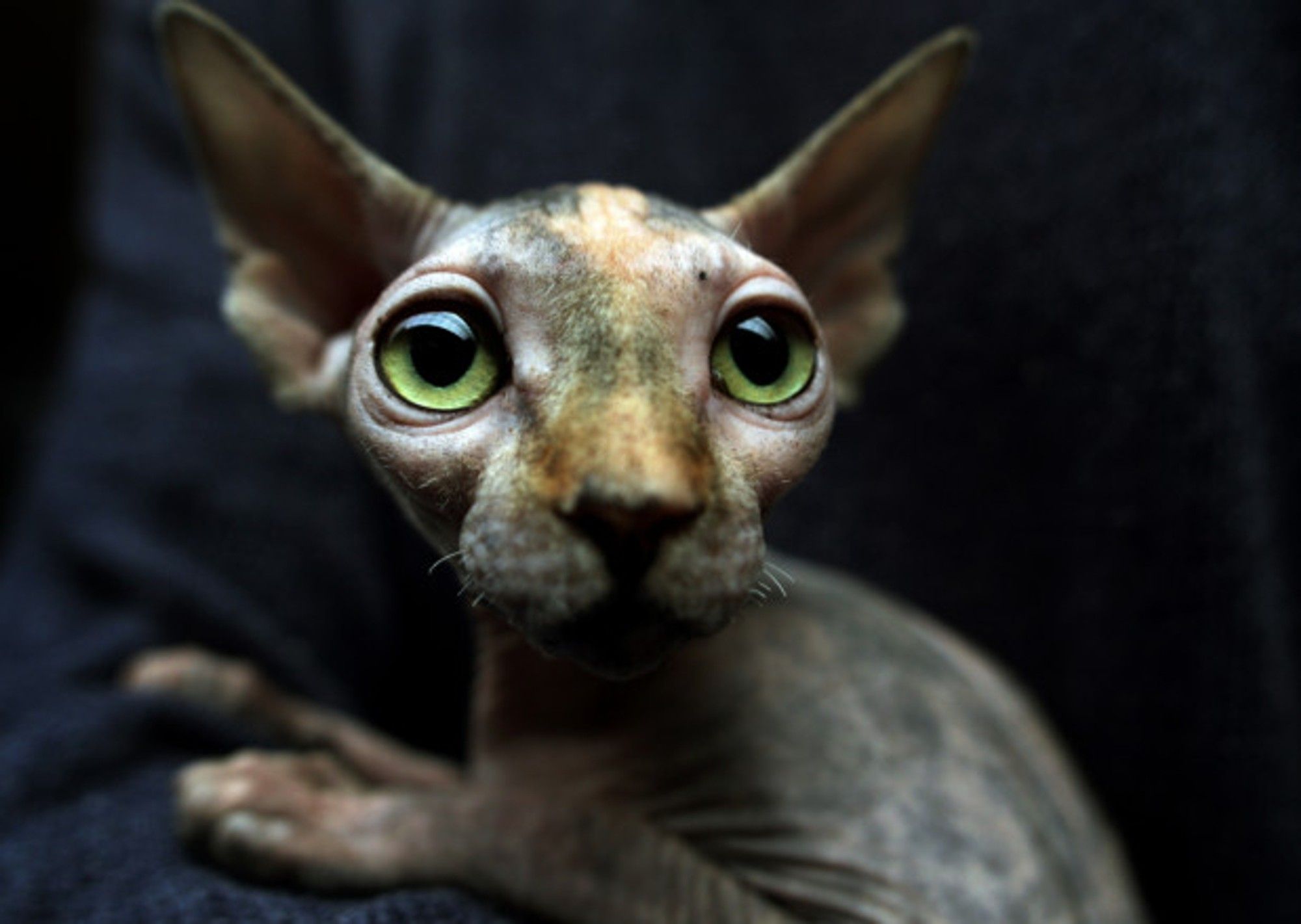 Pedigree cats more matey than moggies