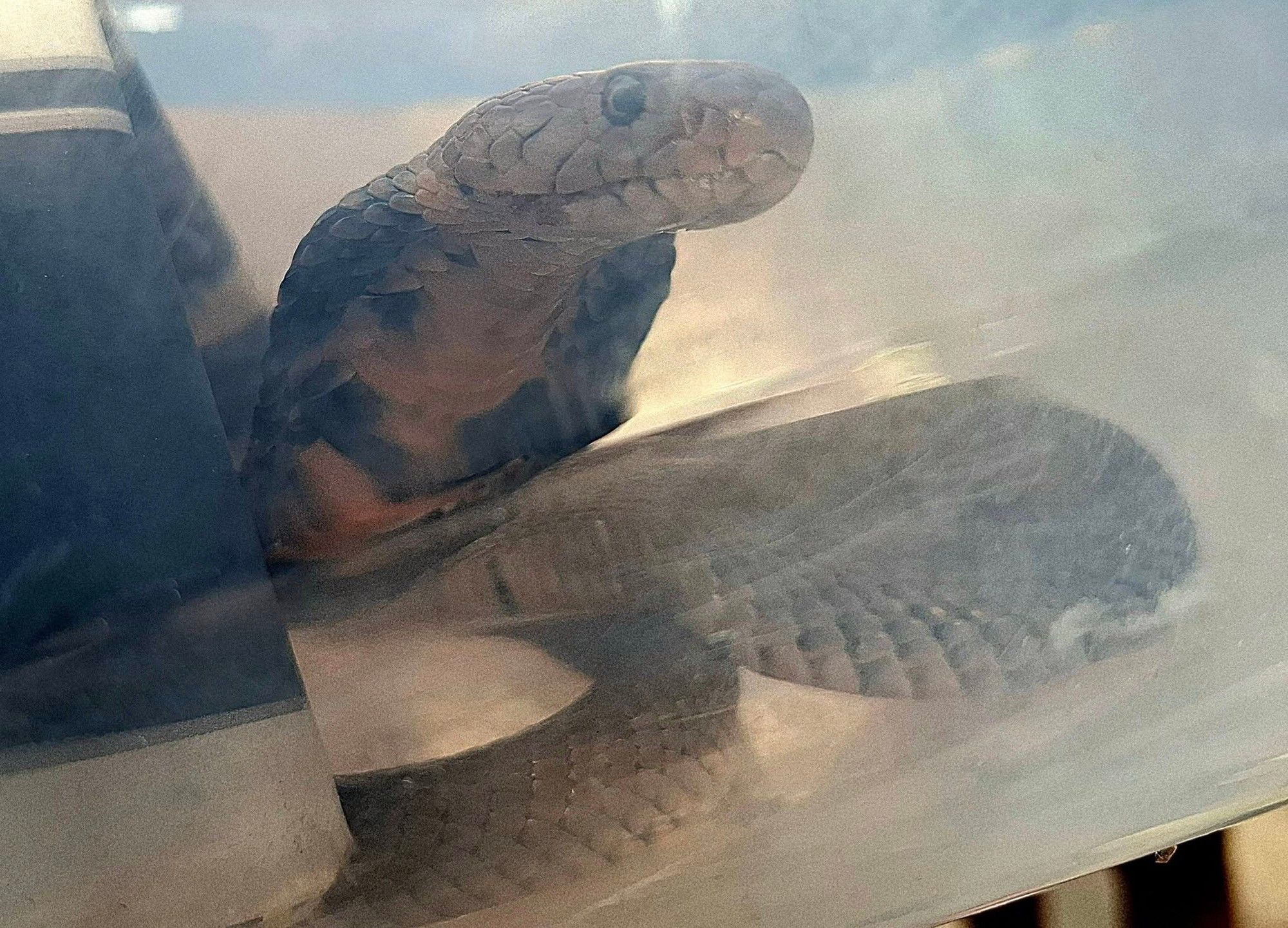 Large snake sighting inside Limpopo clinic causes heath facility to ...