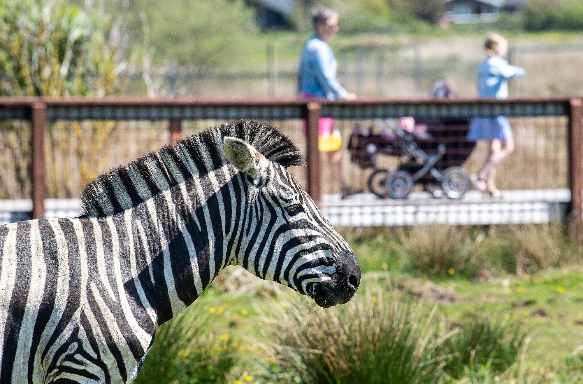 LOOK: Ohio cop shoots and kills 'hostile' zebra after animal bit owner ...