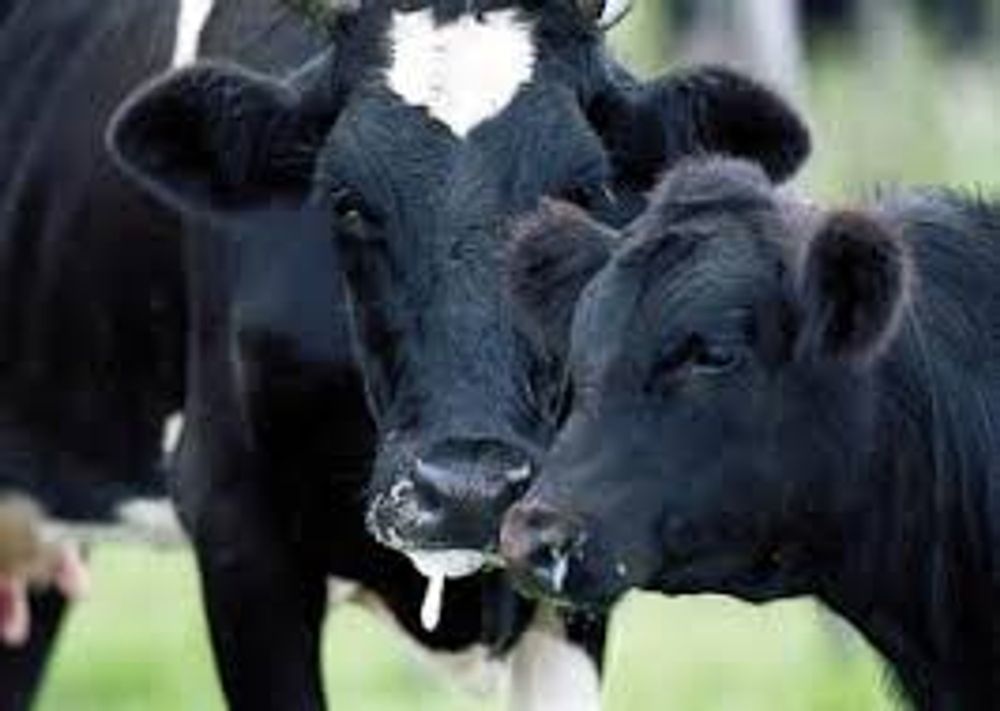 Steenhuisen welcomes High Court decision in FMD vaccine procurement dispute