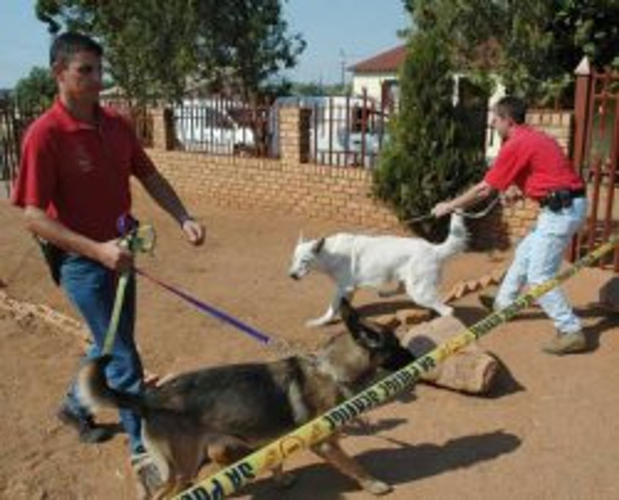 Sniffer dogs search, but still no Rasuge