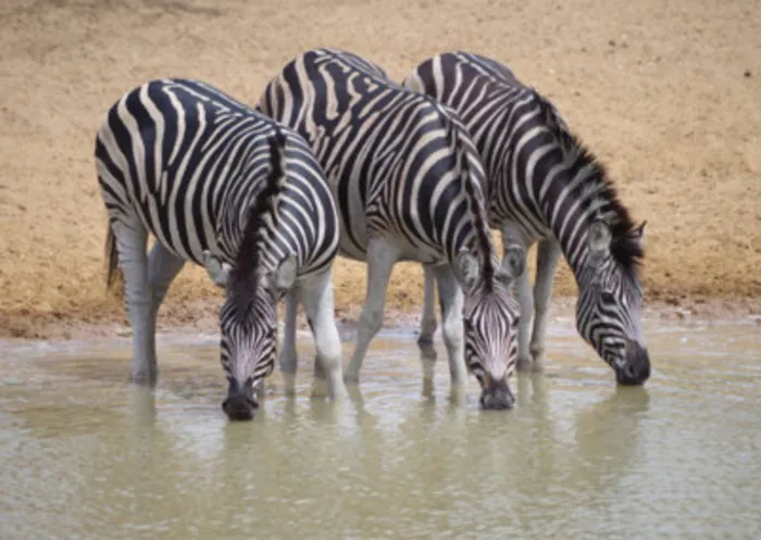 Botswana men flogged for zebra meat