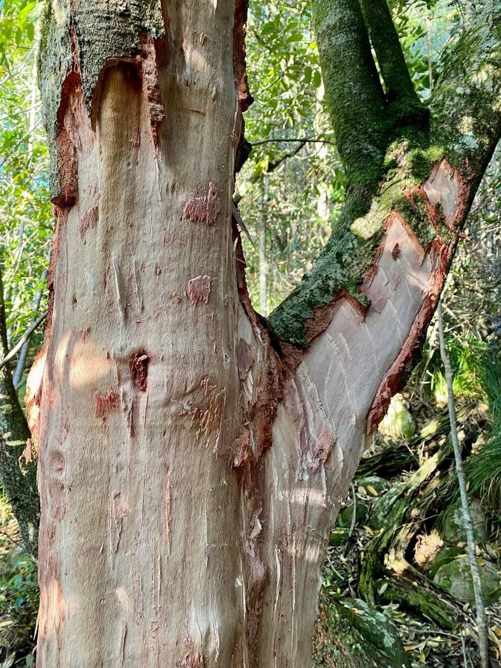 Call for SANParks to take action against bark-stripping and poaching on ...