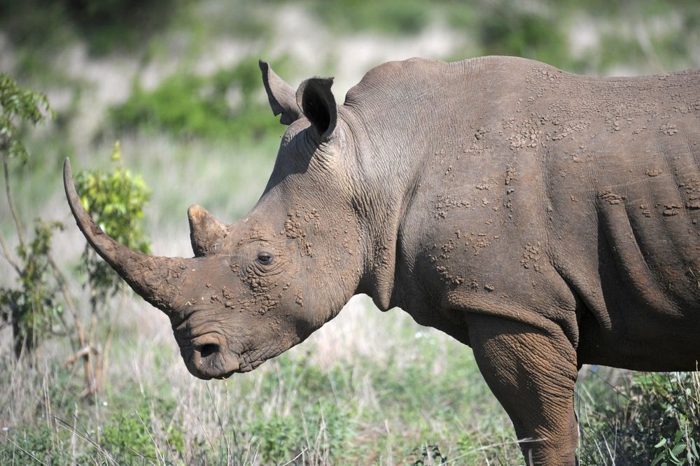 Kruger National Park’s collaborative efforts against poaching show promise