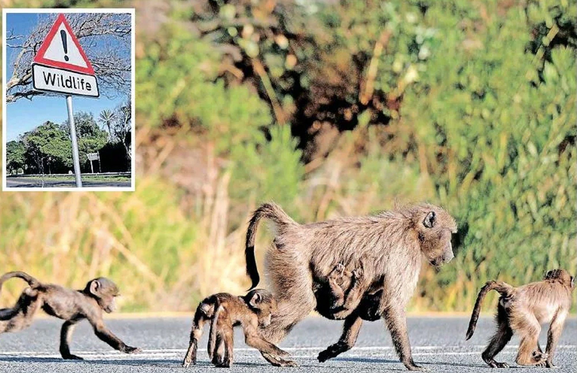 Wildlife warning signs installed to limit animal deaths in Cape road ...