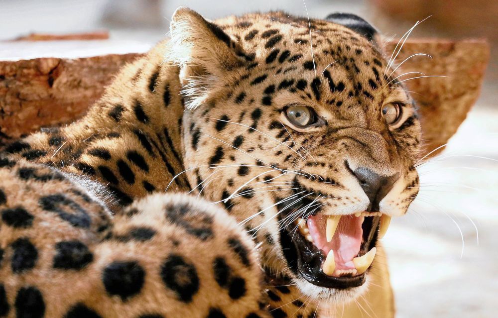 Claws out over DEA 'jumping gun' on leopard hunting