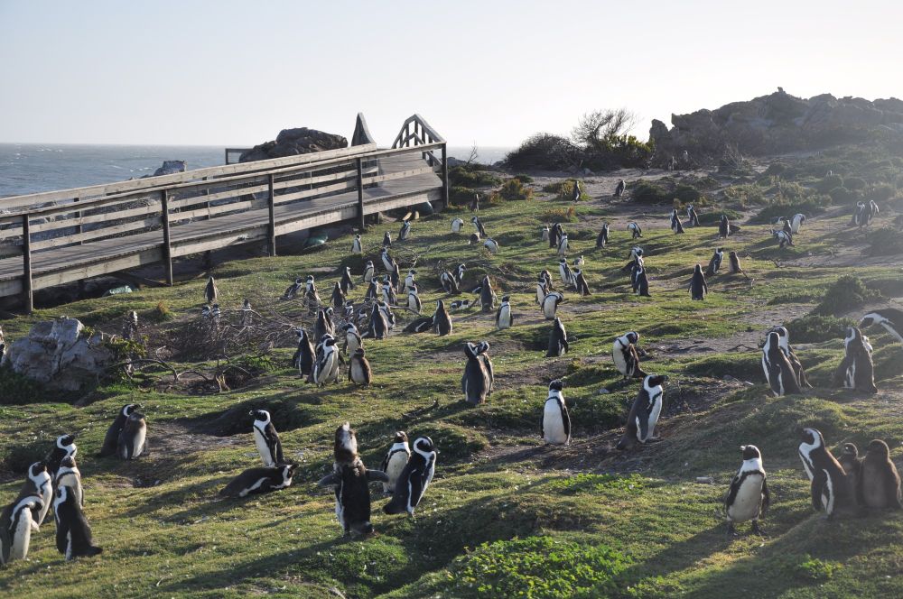 Historic settlement reached to protect African Penguin breeding colonies